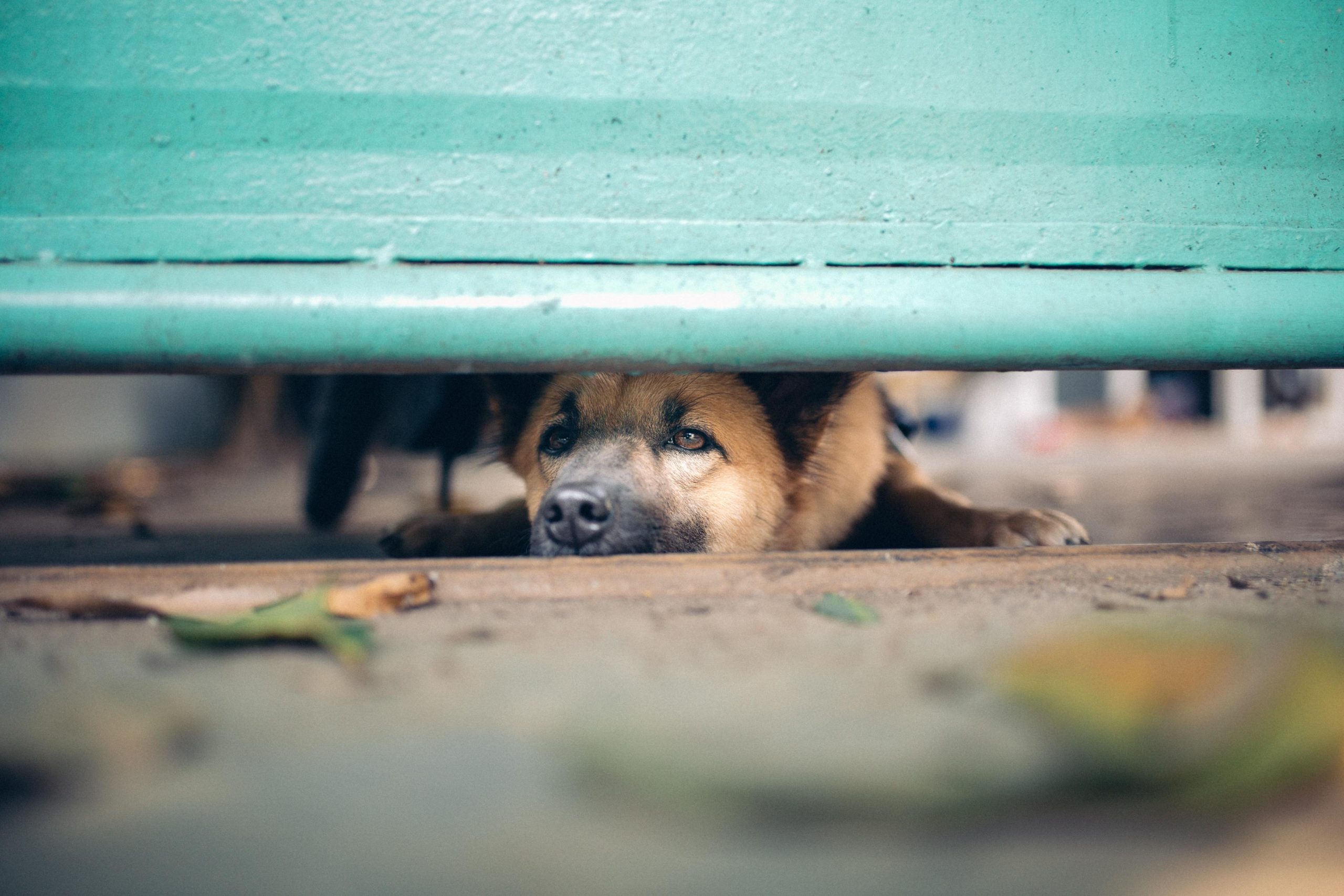 Shop - Good Dog Club